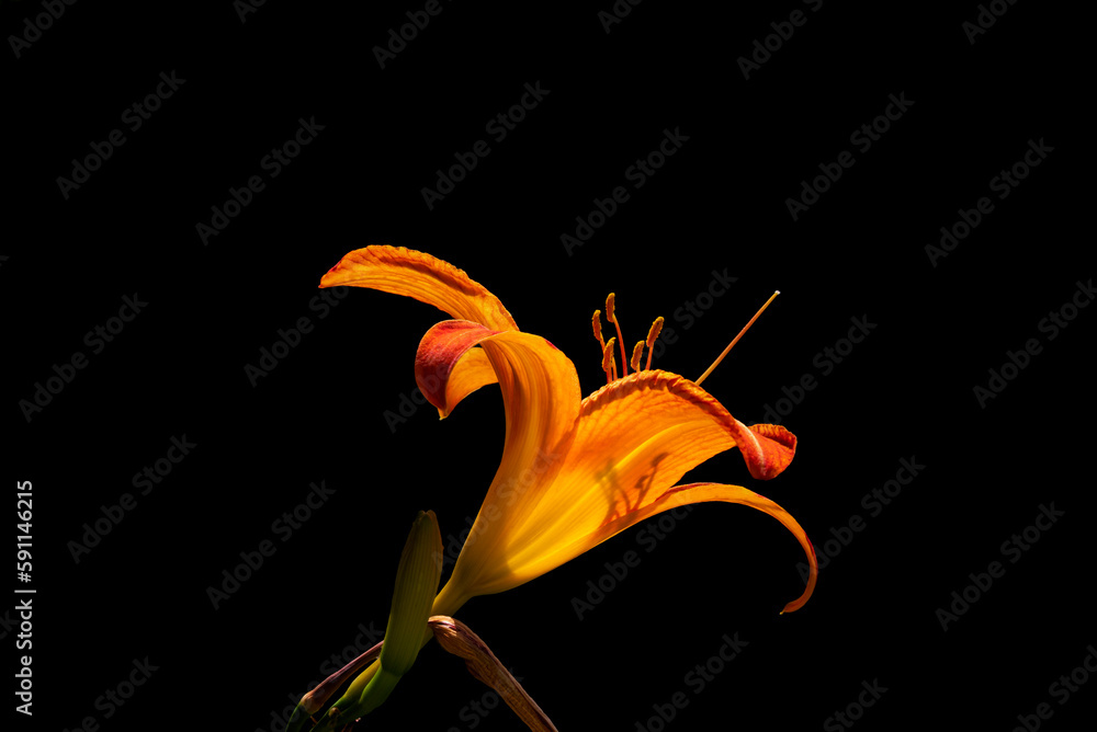 Tiger lily is an upright plant, with an erect stem Stock Photo | Adobe ...