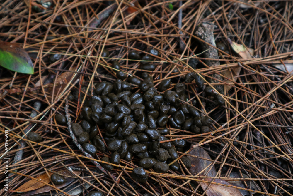 Deer Droppings