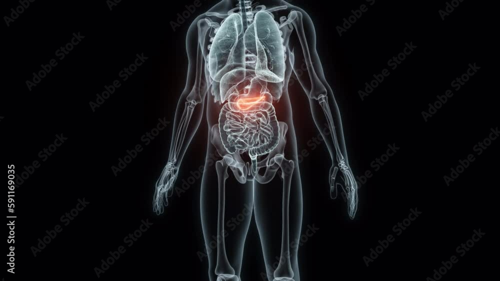 3D rendering Medical Animation of a Human Pancreas.X-ray of a Pancreas ...