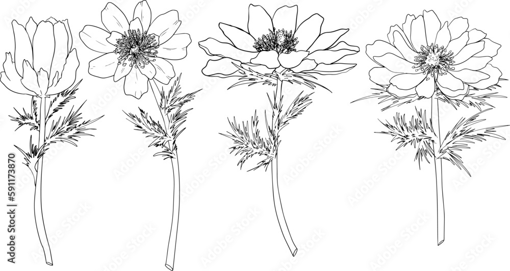 Set Far East Amur adonis (Adonis ramosa) flowers. Hand drawn spring ...