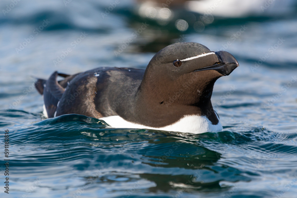 Razorbill - Alca torda - swimming in blue water of Barents Sea. Photo ...