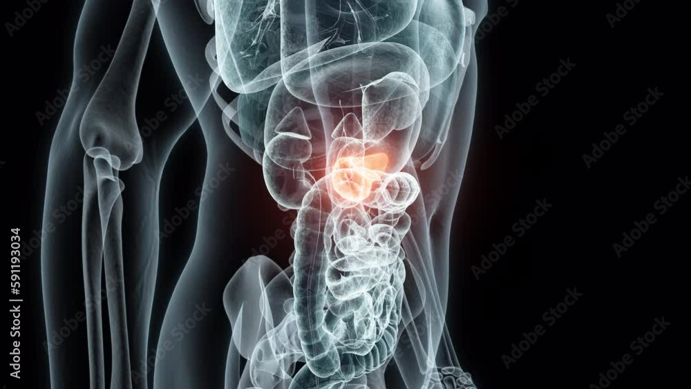 3D rendering Medical Animation of a Human Pancreas.X-ray of a Pancreas ...