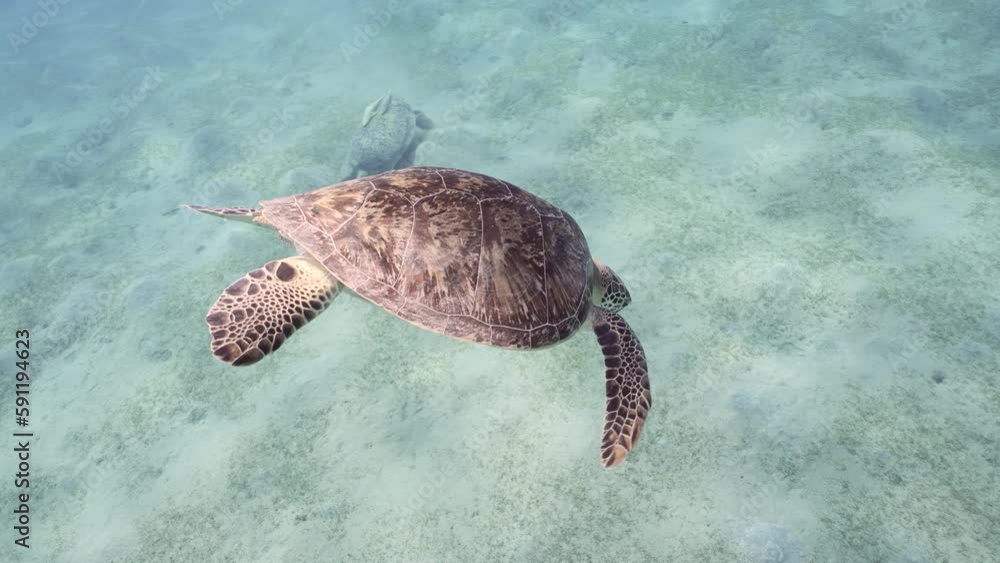Slow motion, One Green Sea Turtle (Chelonia mydas) dives to the bottom ...