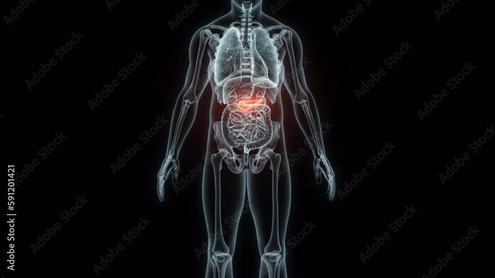 3D rendering Medical Animation of a Human Pancreas.X-ray of a Pancreas ...