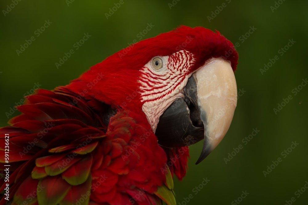 A green-winged macaw, also known as the red-and-green macaw, is a large ...