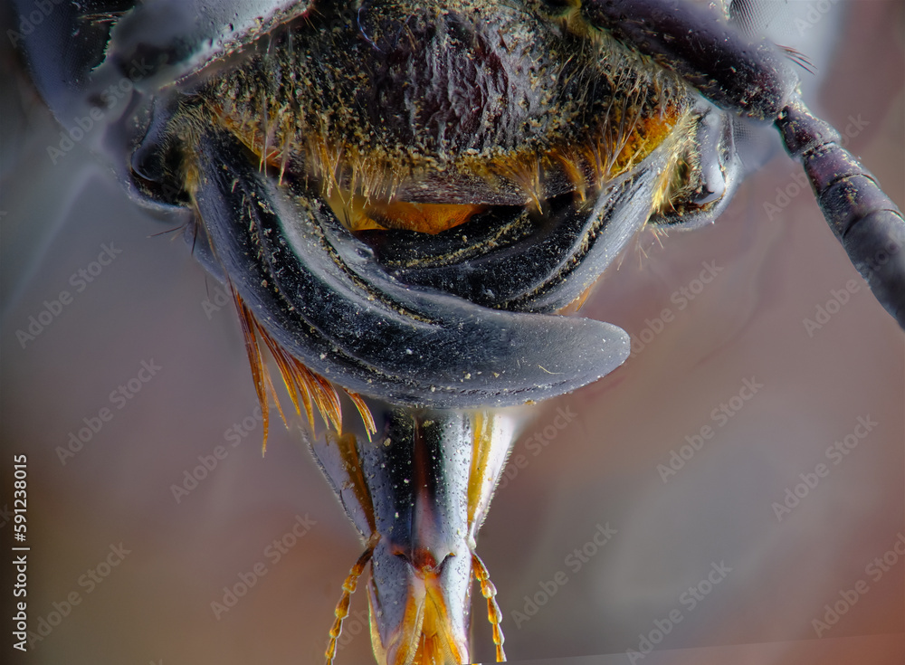 HIGH RESOLUTION PHOTO OF THE MOUTH PARTS OF THE WASP INSECTS Stock ...