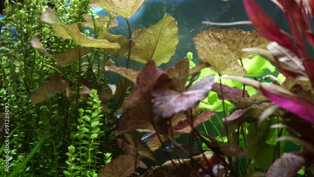 Macro shot of aquarium and Neon Tetra and Guppy fishes hiding in the ...