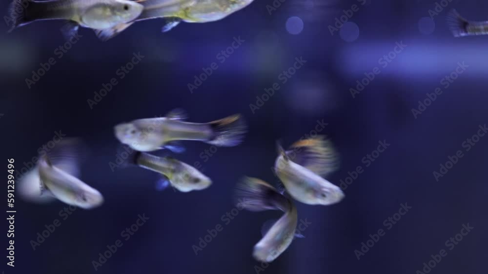 Guppy fish horde in home fish tank macro close up. Home hobby. Poecilia ...