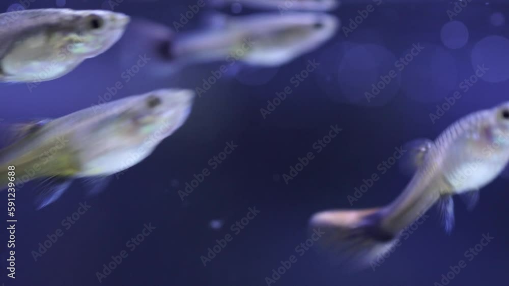 Guppy fish horde in home fish tank macro close up. Home hobby. Poecilia ...