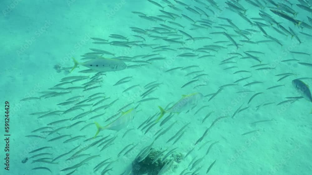 Group of Jack fishes swims above shoal of Barracudas, Slow motion. Top ...