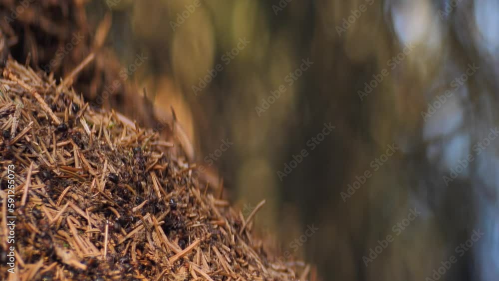A collective of ants forms an anthill. An anthill in the forest. Spring ...