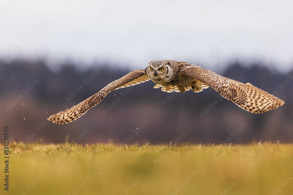 great horned owl (Bubo virginianus), also known as the tiger owl has a ...