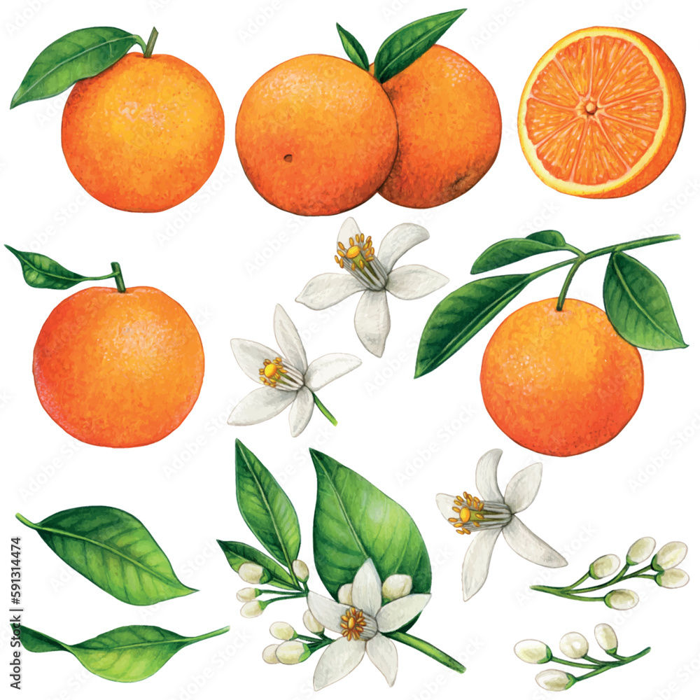 watercolor hand drawn realistic oranges and orange flowers Stock Vector ...