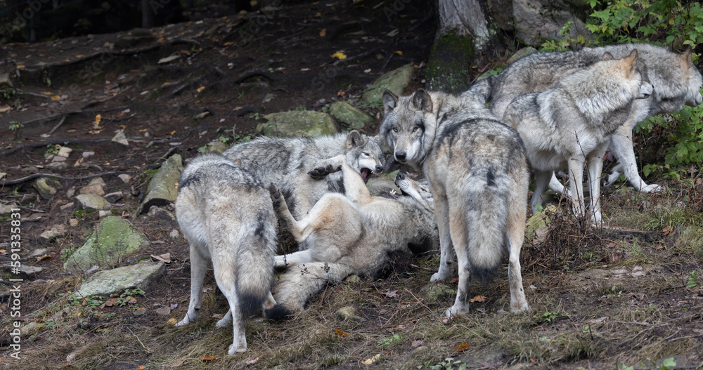 Family Pack, A Story of Wolves and Their Bond. Wildlife Photography ...