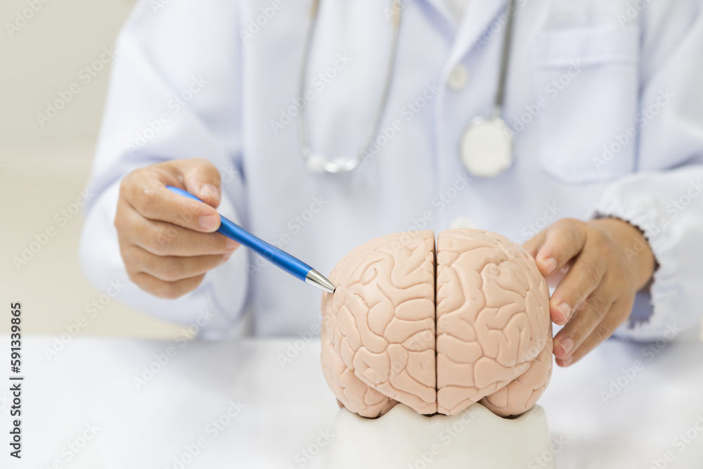 Neurologist hand pointing brain anatomy human model and brain disease ...