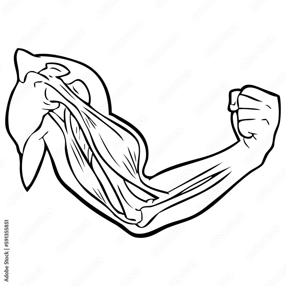 biceps and triceps hand line vector illustration Stock Vector | Adobe Stock