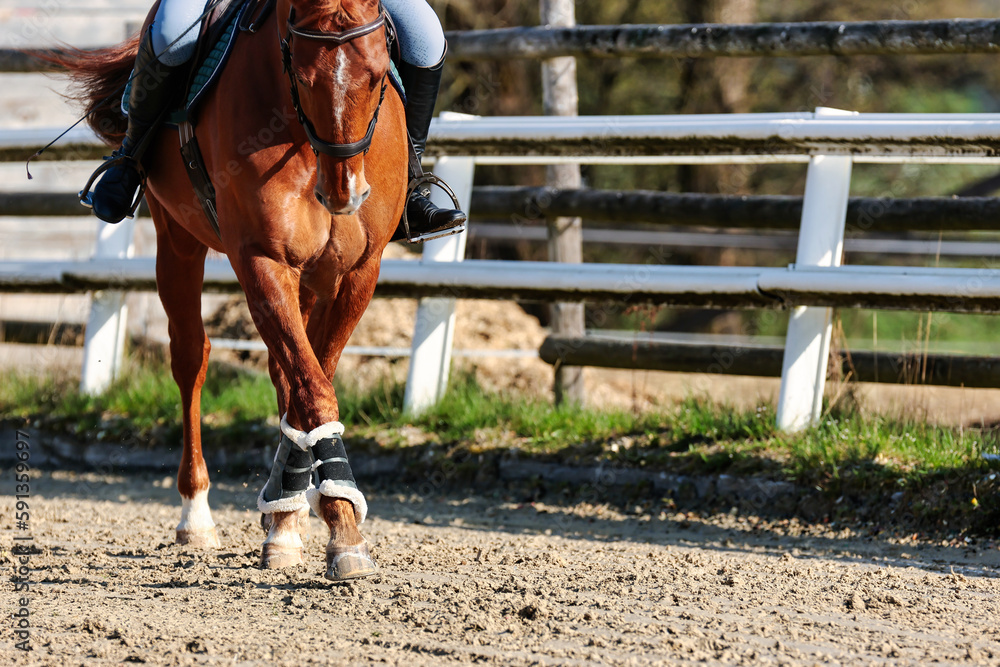 Horse quarter horse with rider on the riding arena in a dressage lesson ...