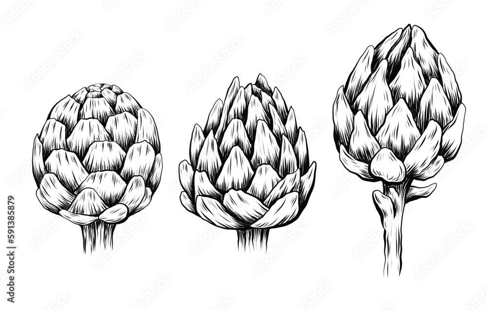 Vector set of sketch hand drawn artichokes isolated from background ...