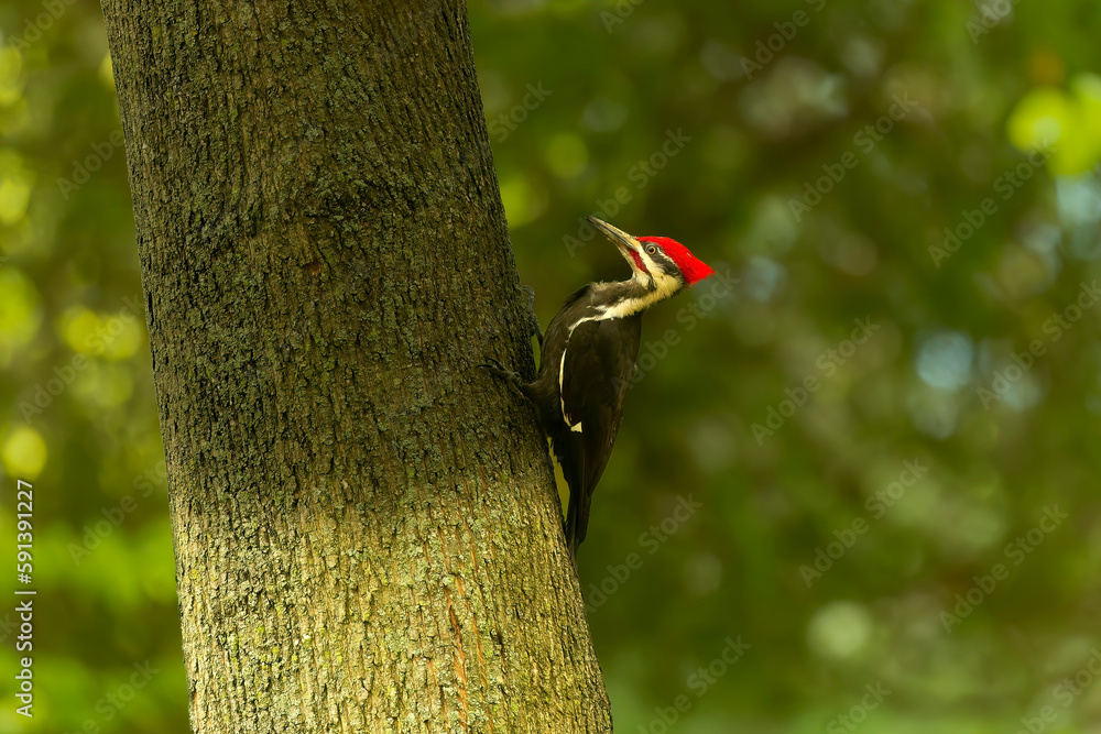 The pileated woodpecker (Dryocopus pileatus). The bird native to North ...