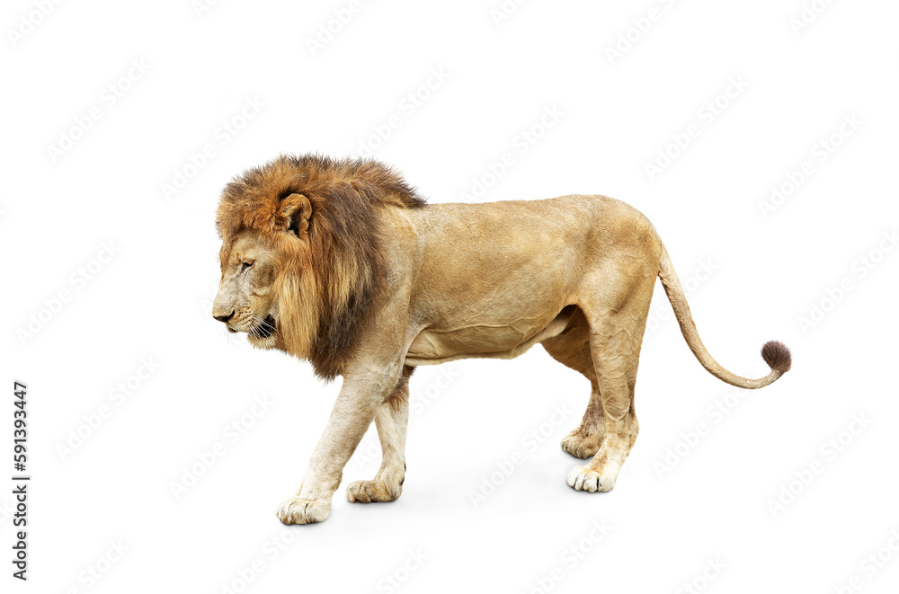 Side view of walking lion isolated on transparent background with ...