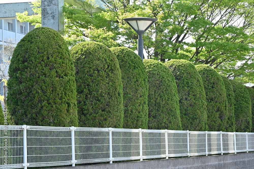 Juniperus chinensis 'Kaizuka' ( Chinese juniper ) hedges. Cupressaceae ...