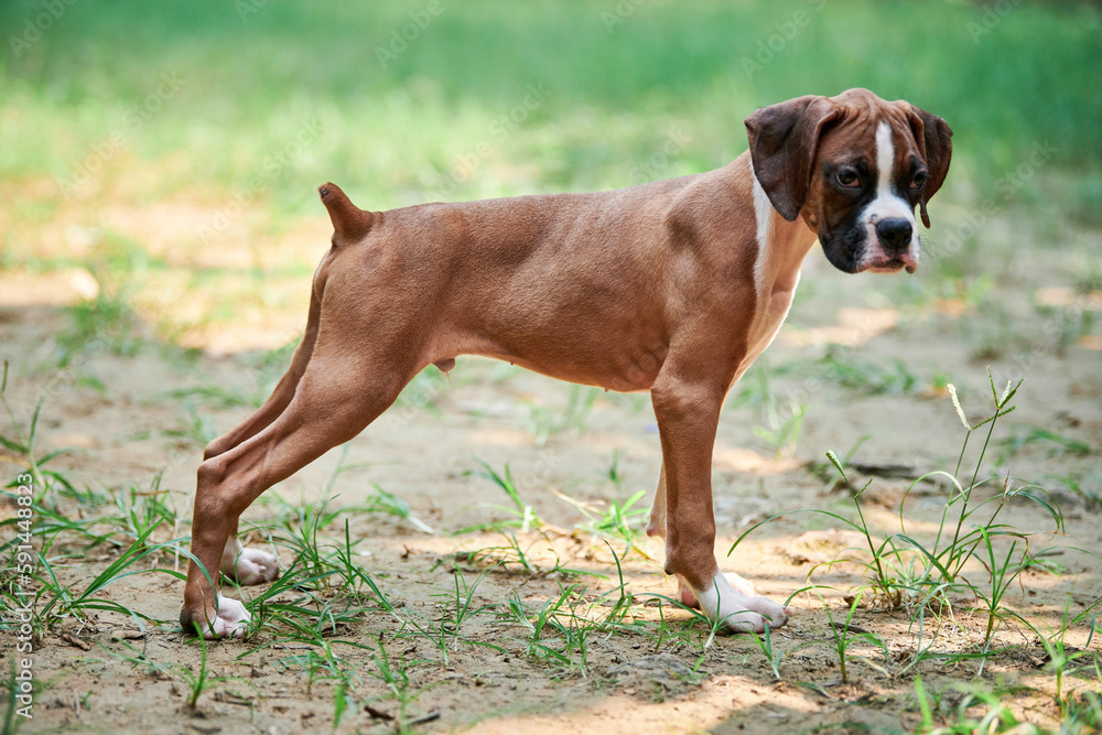 Boxer dog puppy full height side view portrait at outdoor park walking ...
