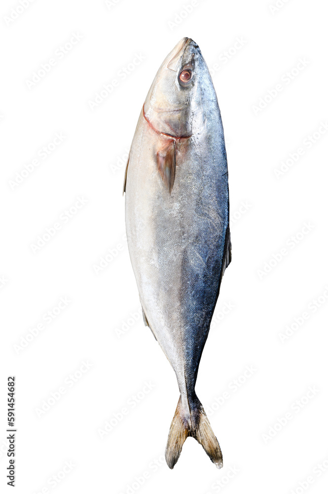 Raw Japanese yellowtail. Fresh Fish Amberjack. Isolated, transparent ...