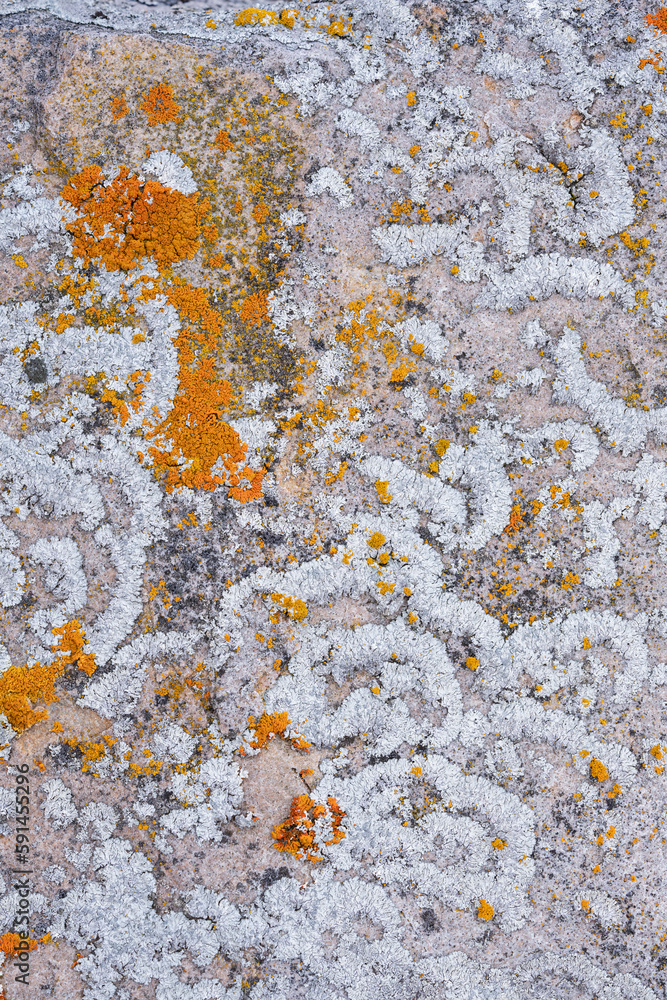 Gold lichens or Orange lichens, Caloplaca sp. together with Concentric ... Gold lichens or Orange lichens, Caloplaca sp. together with Concentric ...
