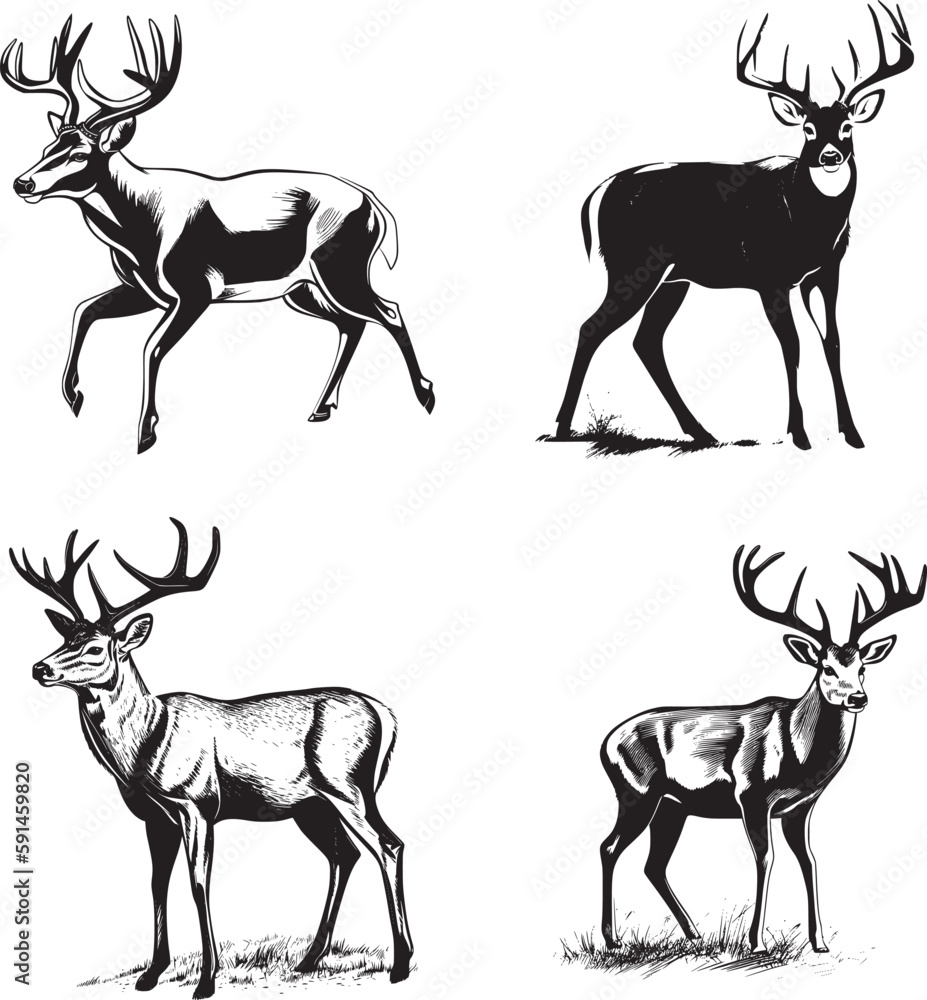 Whitetail Buck, dynamic pose simple graphic, cartoon vector art ...