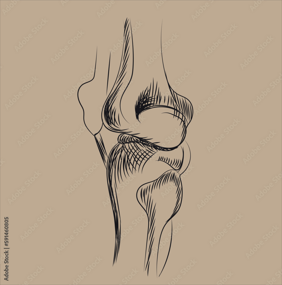 Drawing of human knee anatomy muscles vector illustration Stock Vector ...
