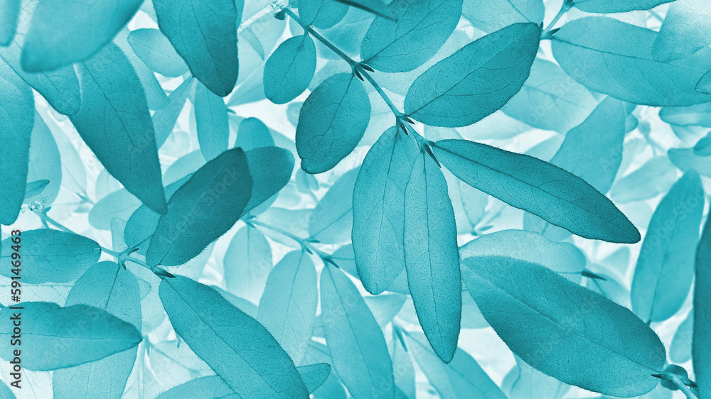 Light vegetable background from honeysuckle leaves. Turquoise tinted ...