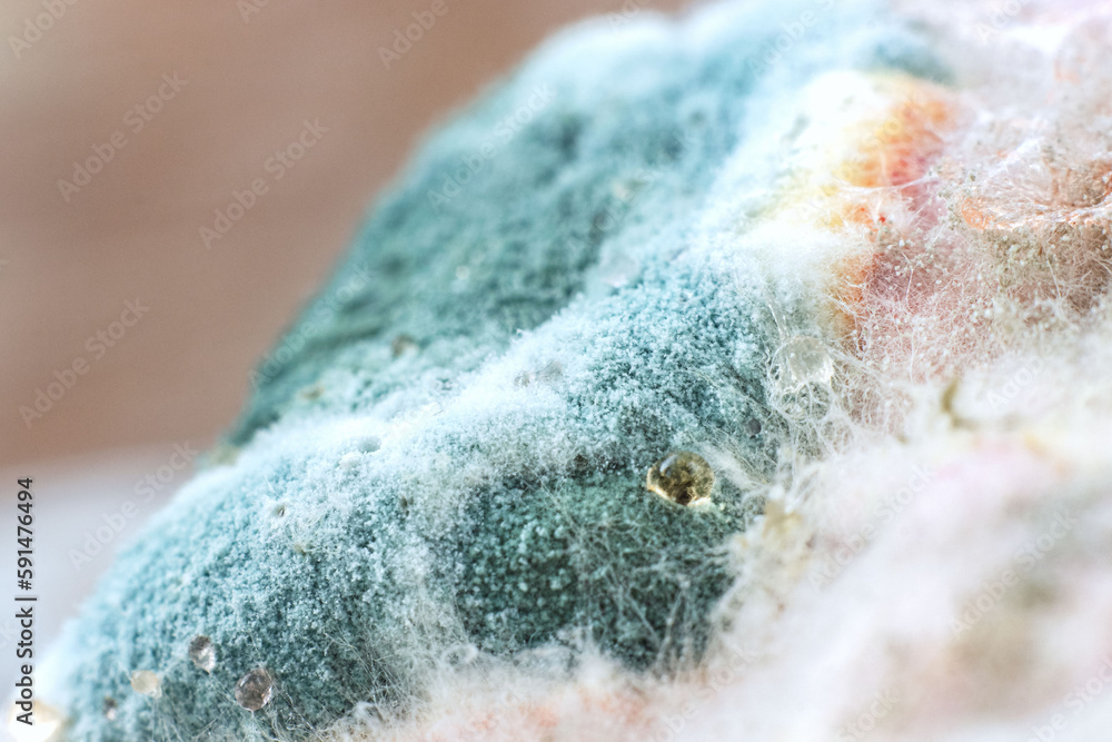 Texture of mold and fungi, microbiology, abstract background Stock ...