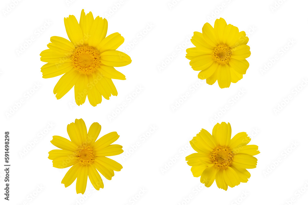 Yellow Calendula flower or Marigold isolated on white background ...