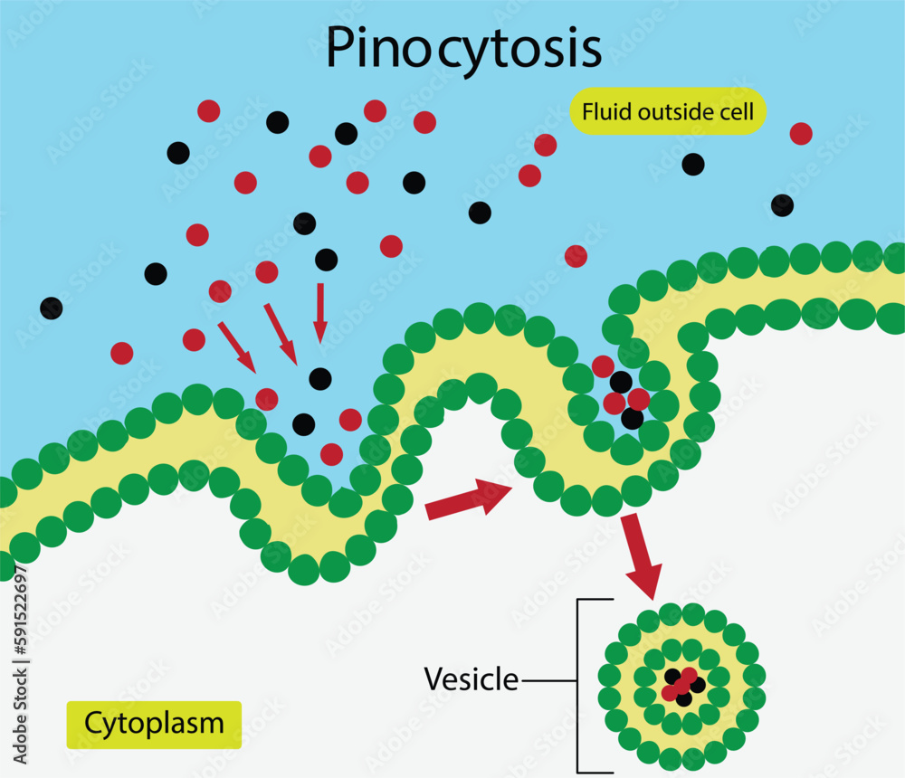 illustration of biology, Pinocytosis, extracellular fluid are brought ...