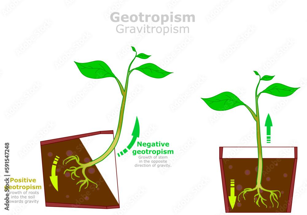Geotropism, gravitropism in plants. Positive, growth of roots into the ...