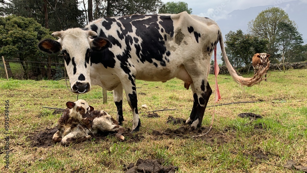 Vaca después del parto con parte de la placenta colgando Stock Photo ...