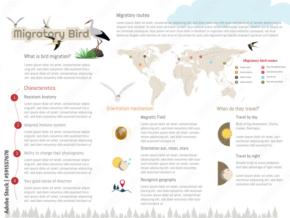 Infographics about the migration of birds, characteristics of birds ...