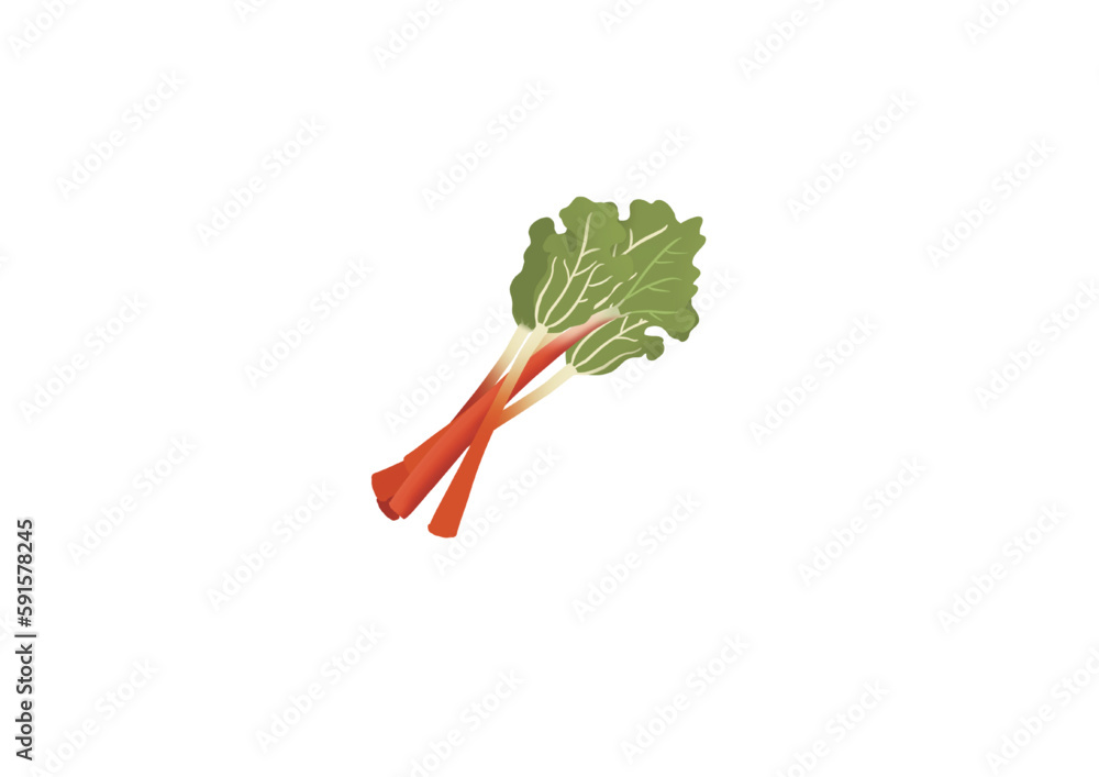 Rhubarb. Beautiful hand-drawn illustration of rhubarb. Minimalist ...