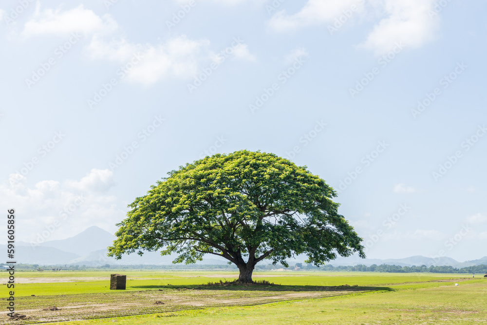 grass extraction field with large lone tree in the field Stock Photo ...