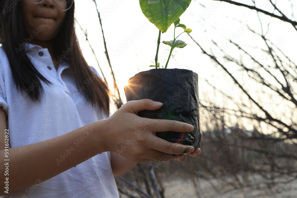 Little girl hold young tree for CSR planting at dry forest ,Young girl ...
