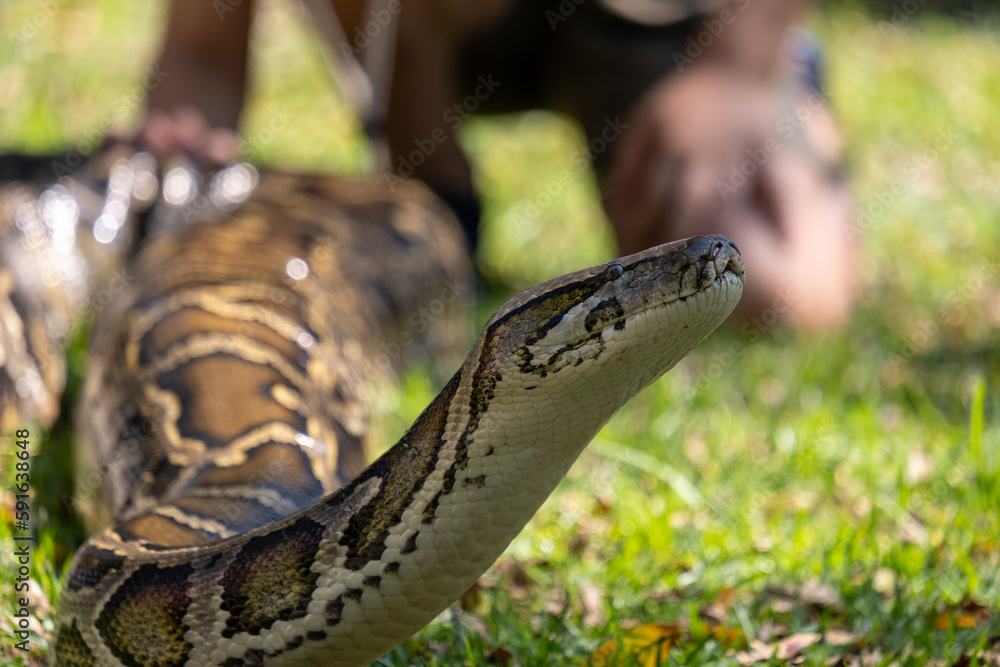 Albino Burmese Python at an animal park where children are exposed to ...