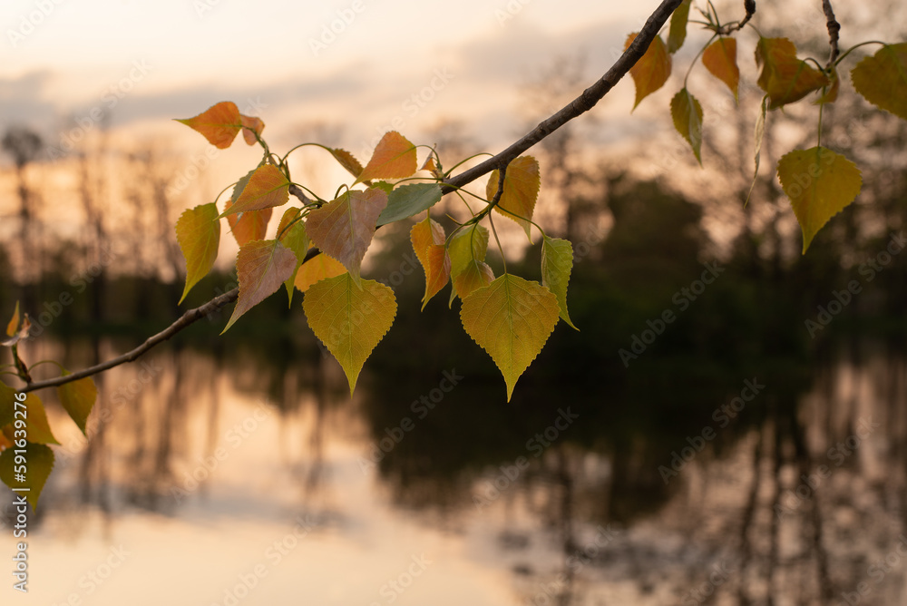 Young leaves on a poplar branch in front of a spring landscape with a ...