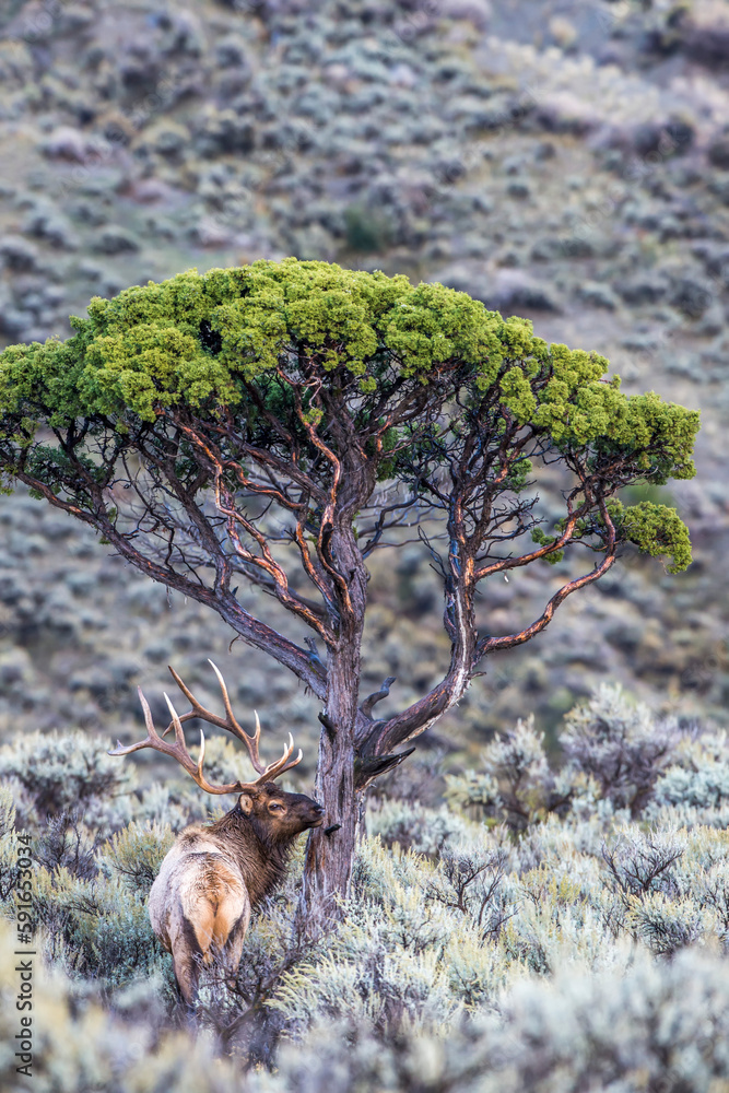 Bull elk standing in a field of sagebrush next to a juniper tree, YNP ...