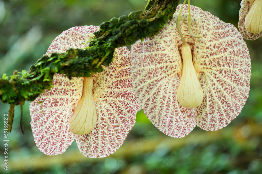 Dutchman's Pipe of Costa Rica or Pelican Flower (Aristolochia grandiflora), whose flowers grow ...