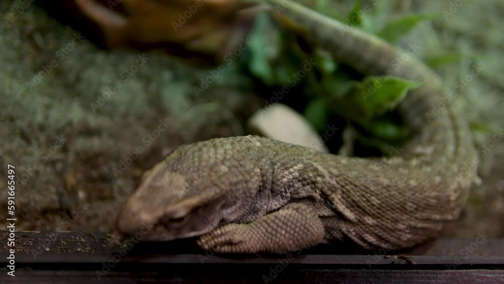 Vidéo Stock varanus exanthematicus Savannah monitor lizards are ...