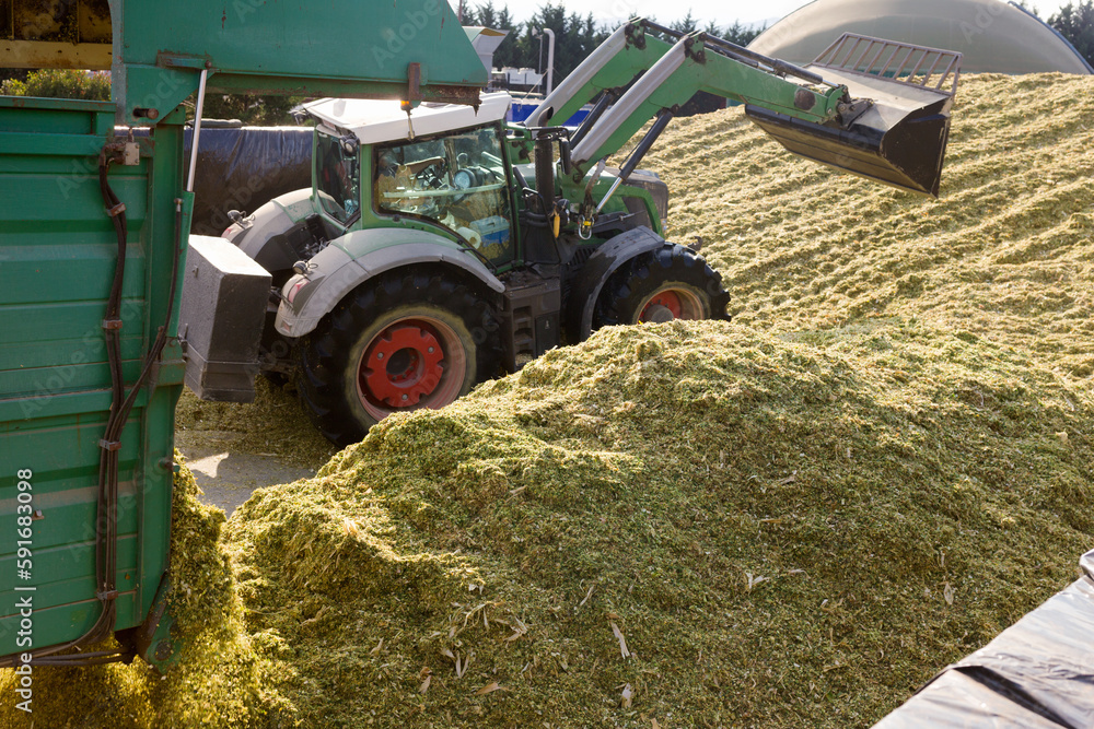 Preparation of animal food in agricultural complex. Tractor digging big ...