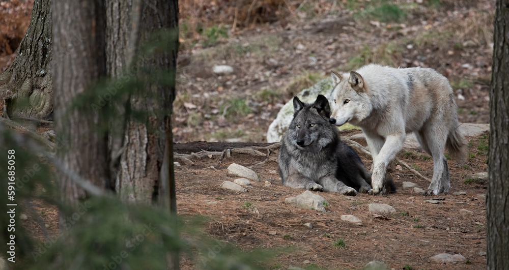 Unbreakable Bonds, The Majestic Beauty of Bonded Wolf Mates. A ...