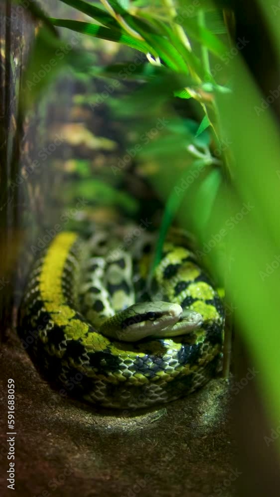 Beauty rat snake Elaphe taeniura Orthriophis complex also called the ...