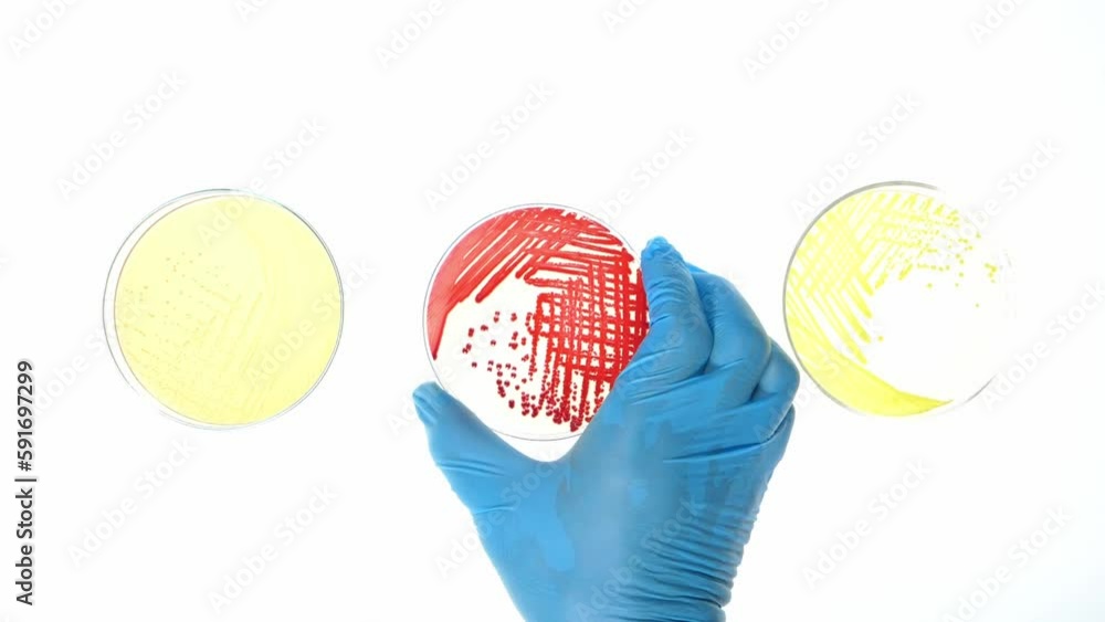 Top view close up scene bacteria in petri dish, scientist hand with ...