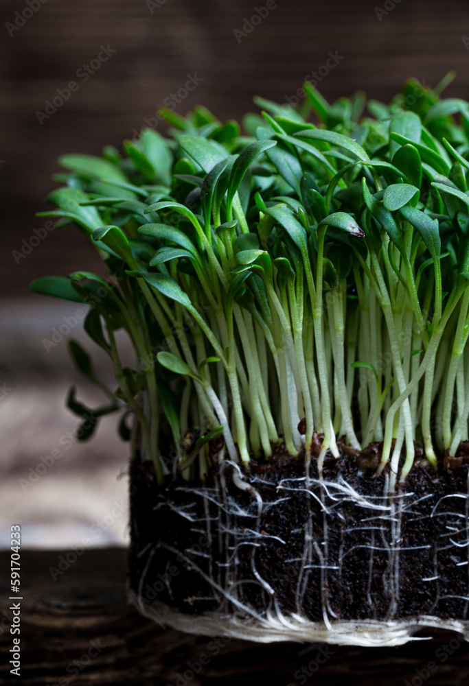 Cress, pictured with its root system Stock Photo | Adobe Stock